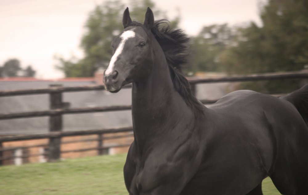 Fiche étalon AMERICAN DEVIL - France sire