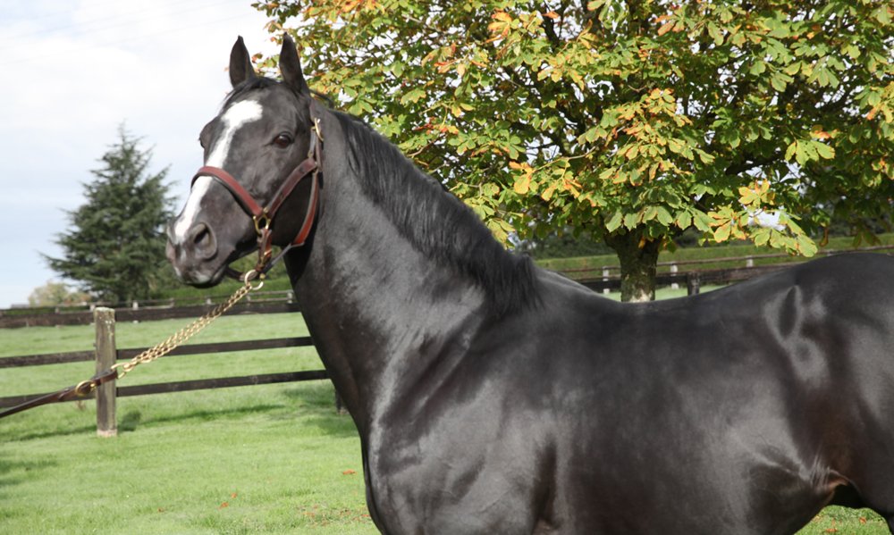 Fiche étalon AMERICAN DEVIL - France sire