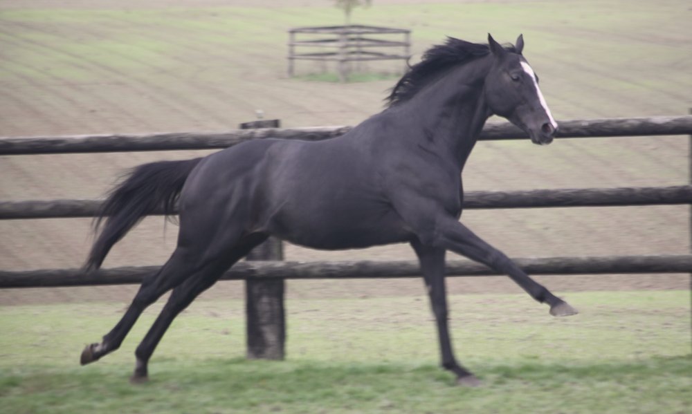 Fiche étalon AMERICAN DEVIL - France sire