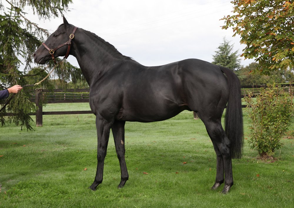 Fiche étalon AMERICAN DEVIL - France sire